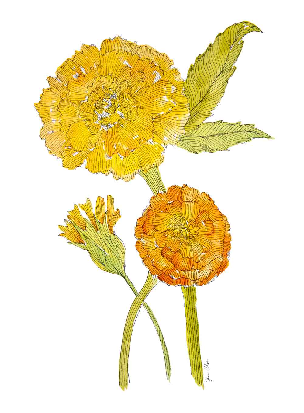 Marigolds – Jane W. Choi Designs